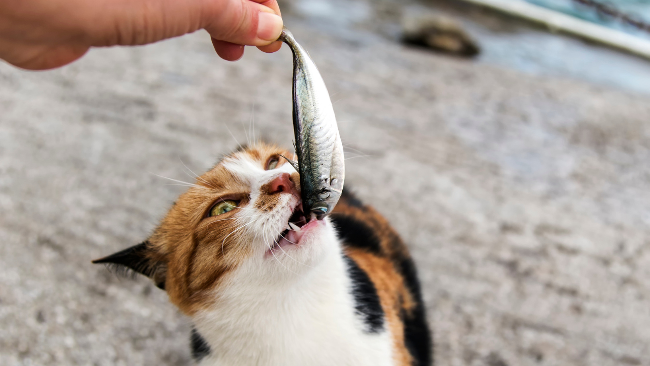A Vet's Guide to the Risks and Benefits of Feeding Fish to Your Feline Friend | Holistic Vet Blend