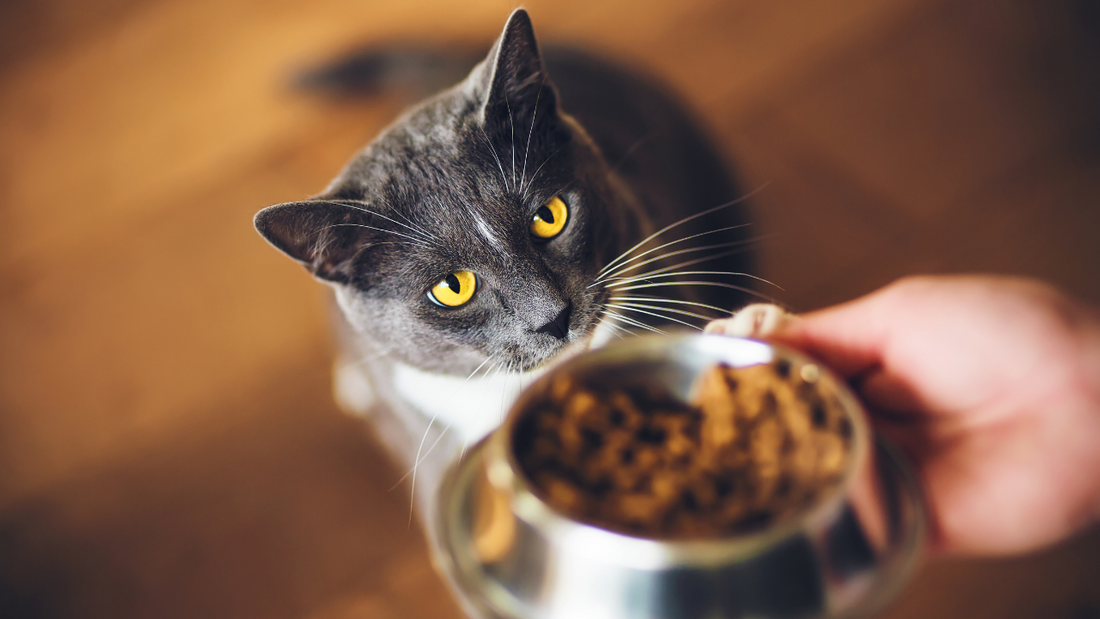 Ditch the Kibble: Tips for changing your cat's food when you have a ...