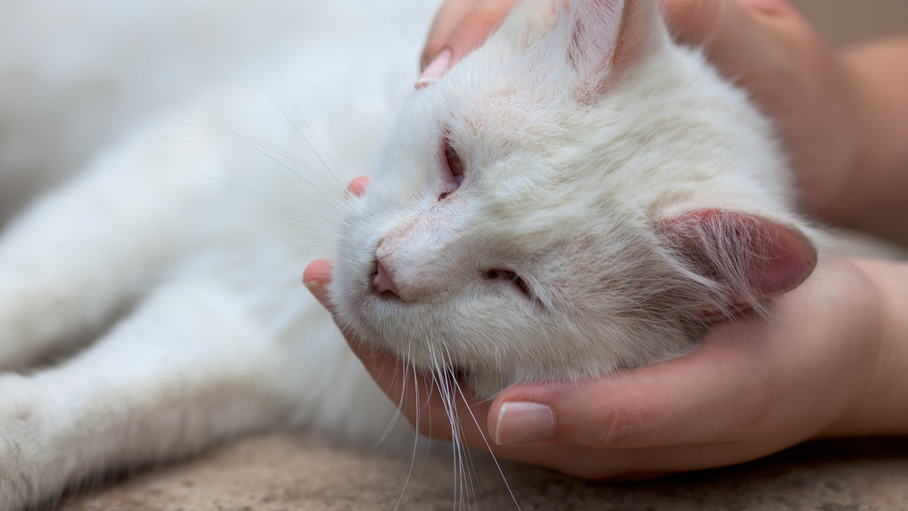 What Can I Give My Cat for Pain Relief? | Holistic Vet Blend
