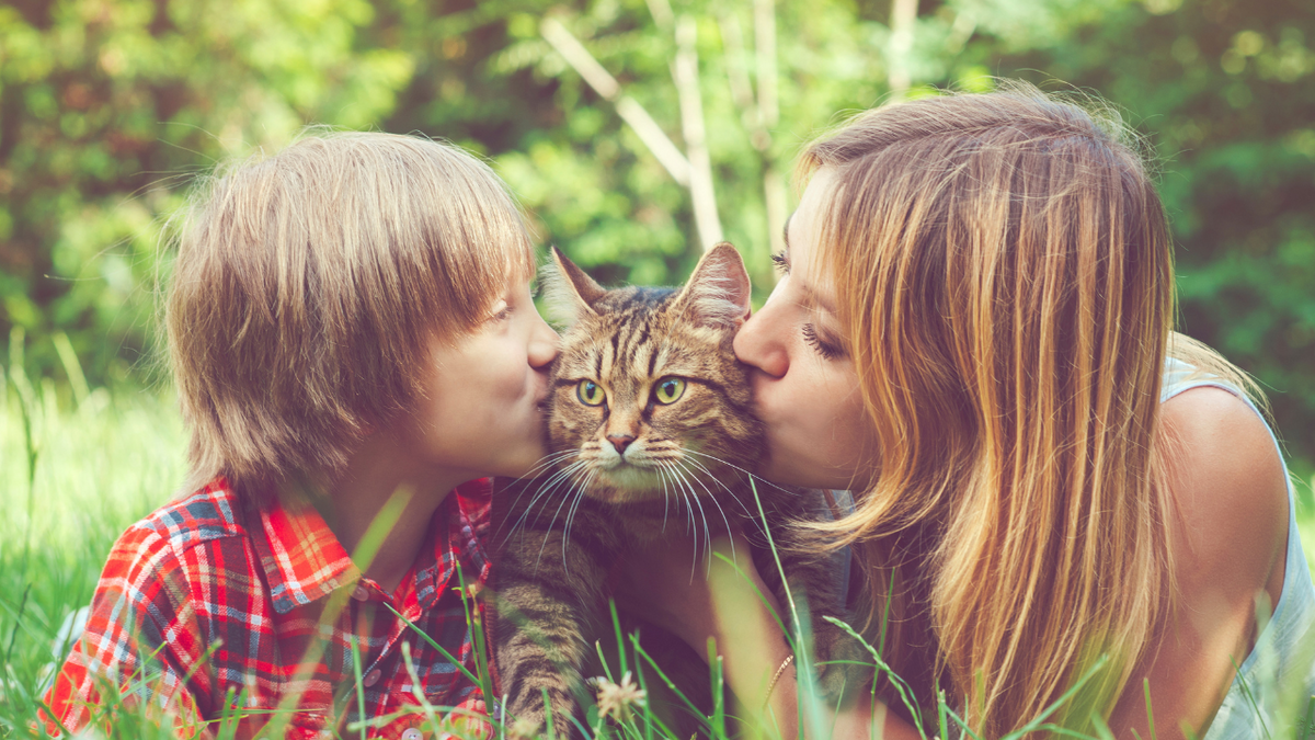 Cat Care 101: How to Take Care of Cats Properly | Holistic Vet Blend
