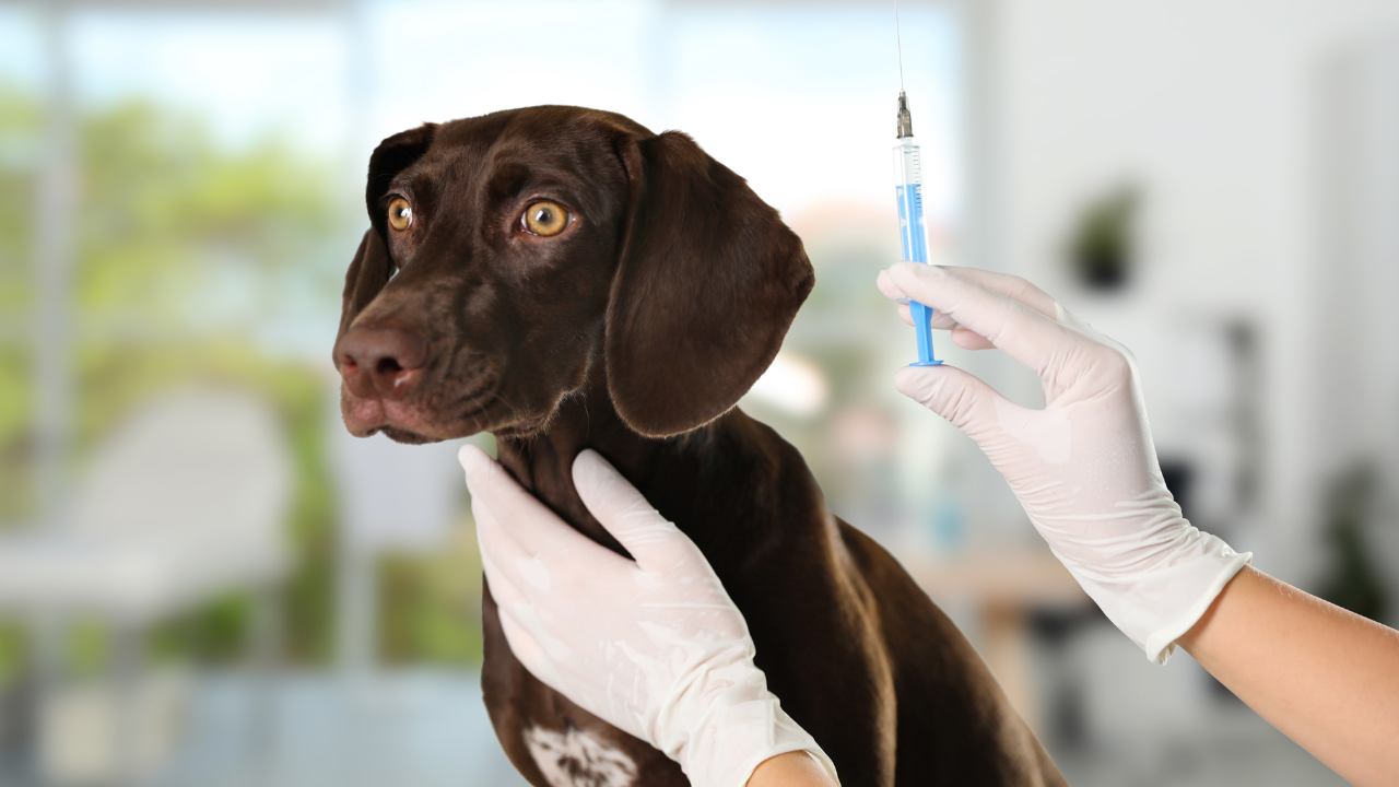 Librela for Dogs: Considerations After Reported Side Effects | Holistic ...