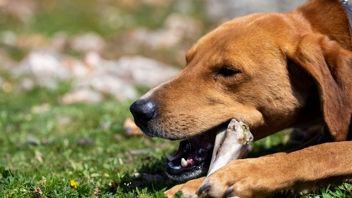Raw Bones for Dogs | Holistic Vet Blend